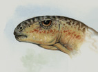 Dinosaur CD-ROM and Book