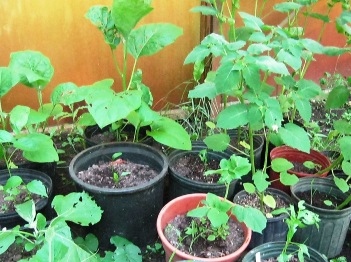 The Enchanted Cucumber Forest, Page 2