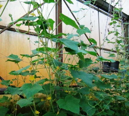 The Enchanted Cucumber Forest, Page 2
