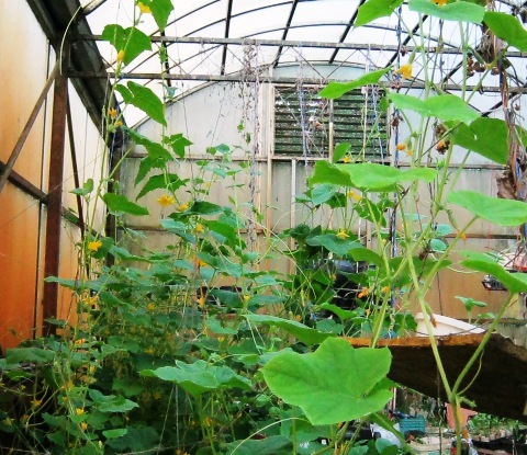 The Enchanted Cucumber Forest, Page 2