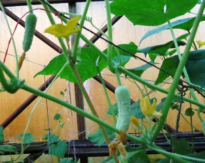 The Enchanted Cucumber Forest, Page 2