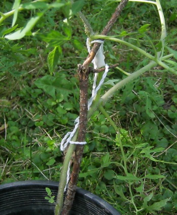 Through The Year At Cosmic Dream Farm, Page 3, 2017