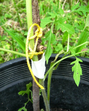 Through The Year At Cosmic Dream Farm, Page 3, 2017